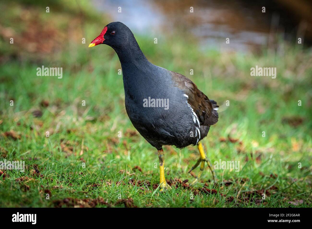 Red bill hi-res stock photography and images - Alamy
