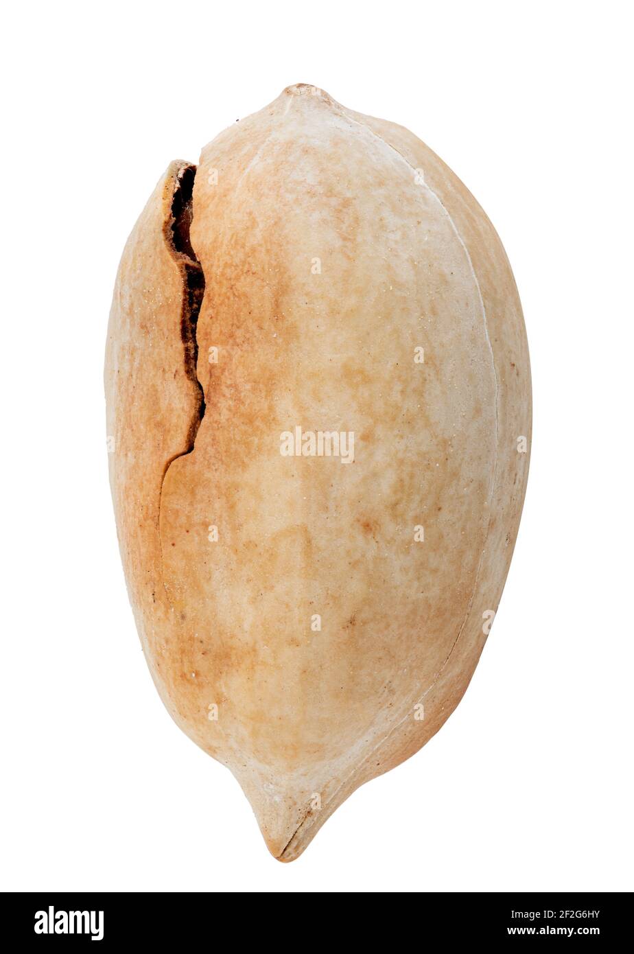 Pecan nut isolated on white background. Clipping path Stock Photo - Alamy