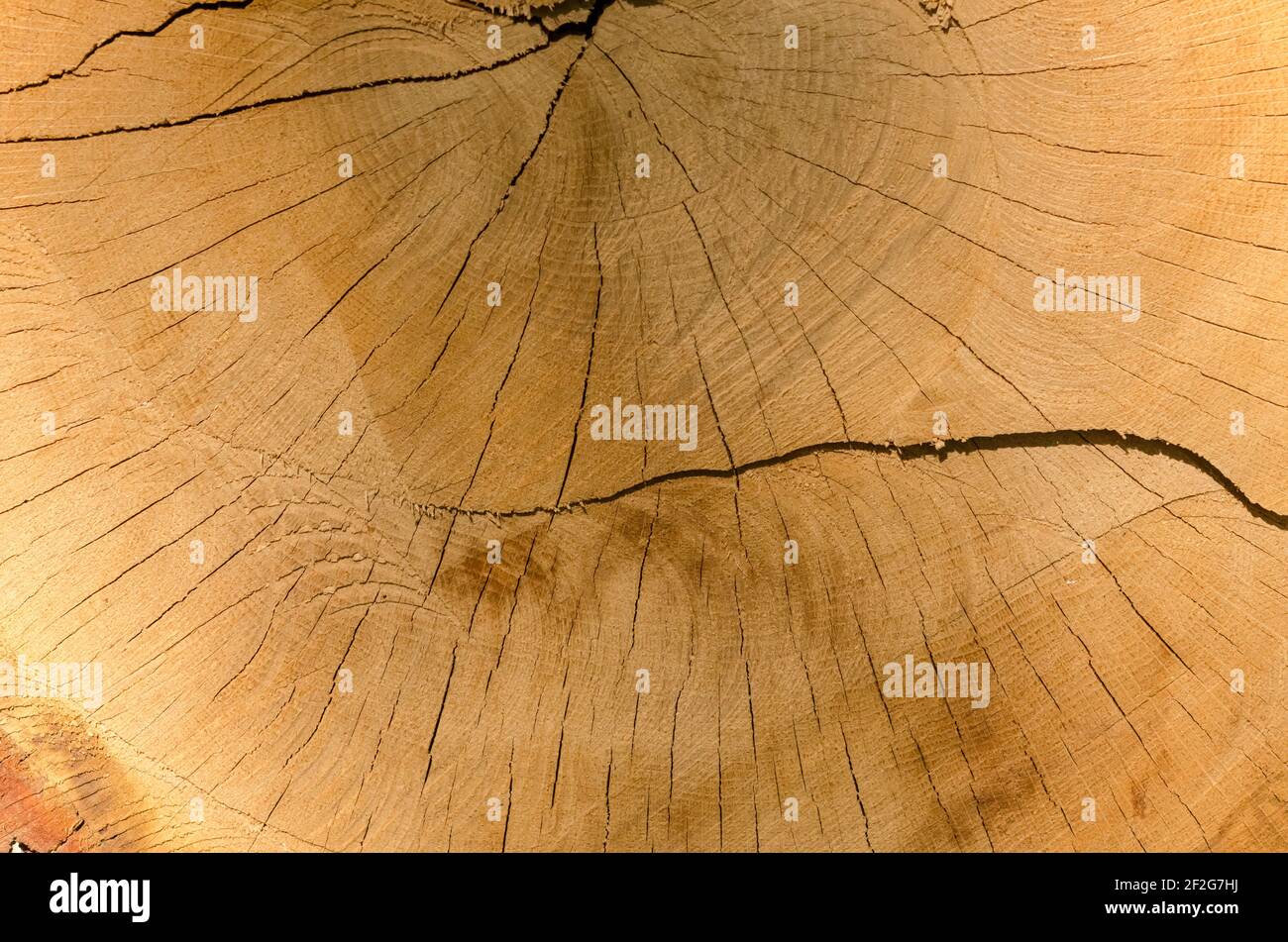 Cross section of a tree trunk hi-res stock photography and images - Alamy