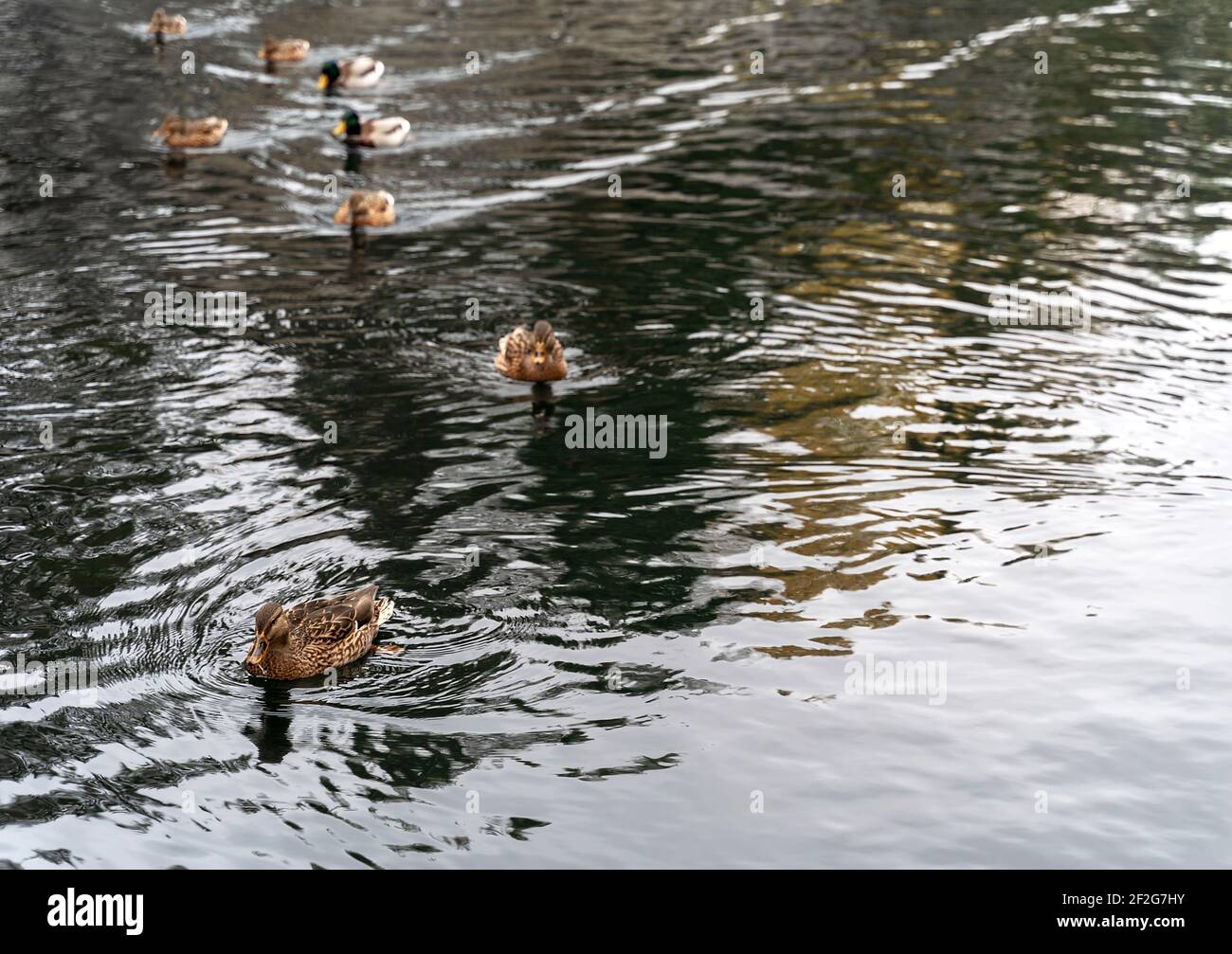 Wild ducks in mountain lake. Mountain lake landscape. Beautiful autumn ...