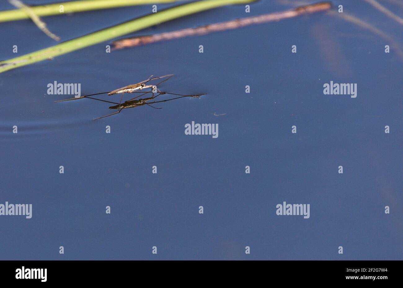 Common pond skater Gerris lacustris head on. Aquatic bug aka common ...