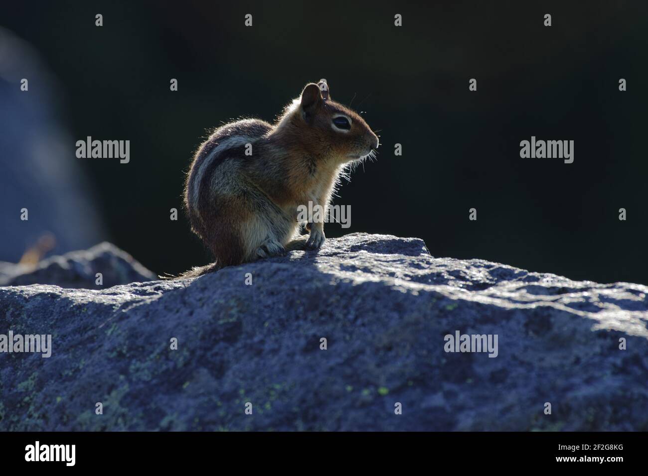 Golden-mantled Ground Squirrel(Spermophilus saturatus) Mount Rainier ...