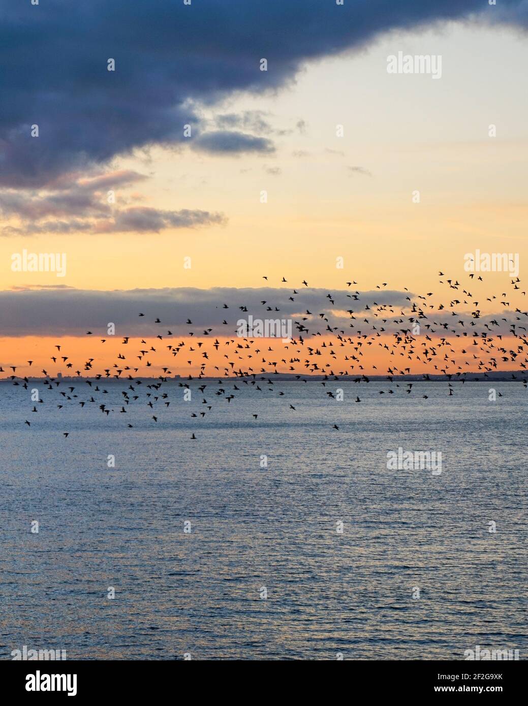 Brighton starling bird murmuration, view from pier, winter sunset ...