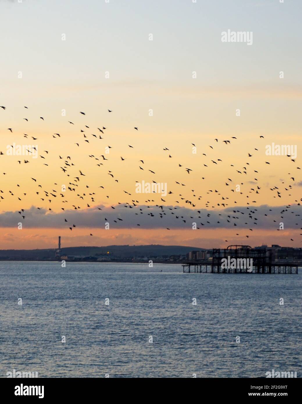 Brighton starling bird murmuration, view from pier, skeleton pier ...