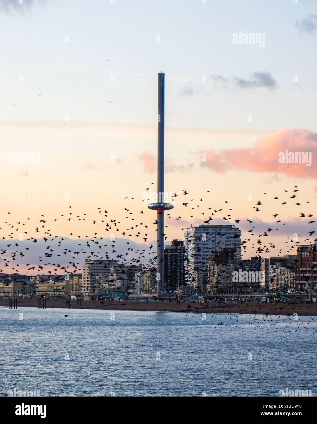 Brighton starling bird murmuration, view from pier, British Airways ...