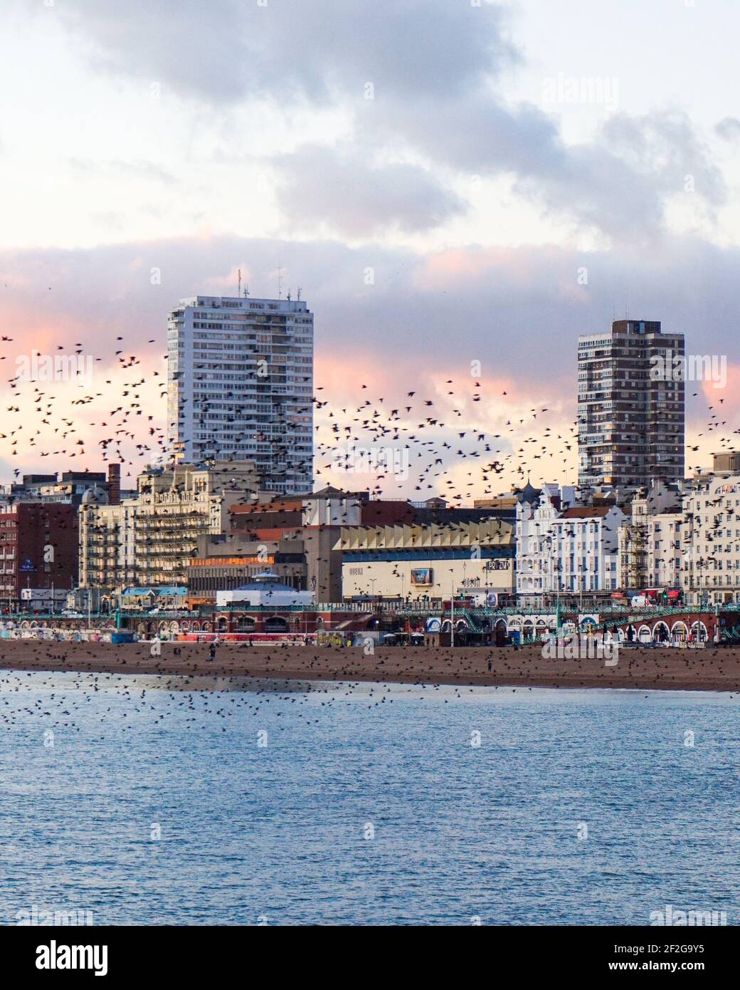 Brighton starling bird murmuration, view from pier, winter sunset ...