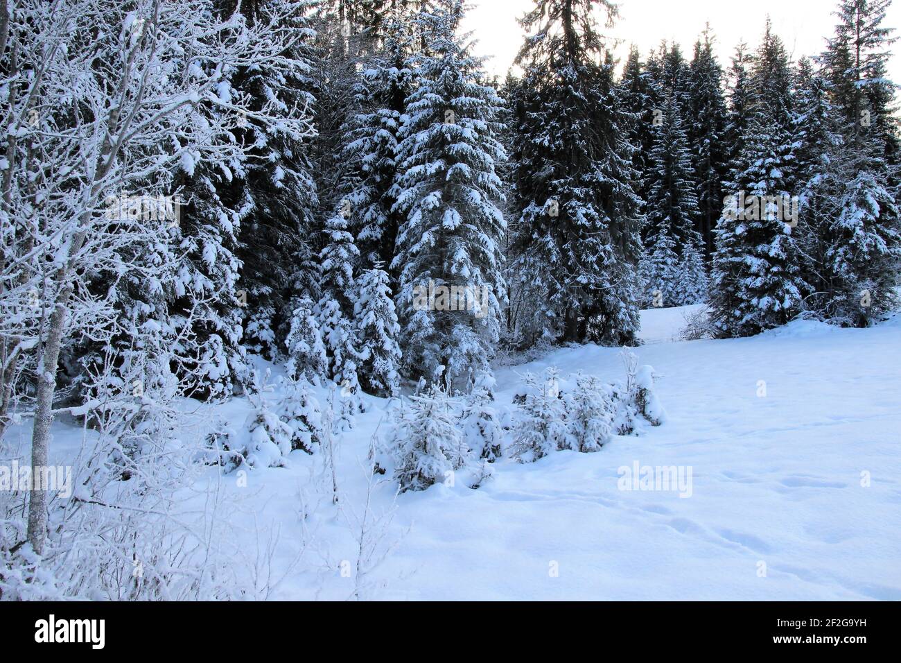 Winter hike near Mittenwald, near Elmau, Klais, Europe, Germany ...