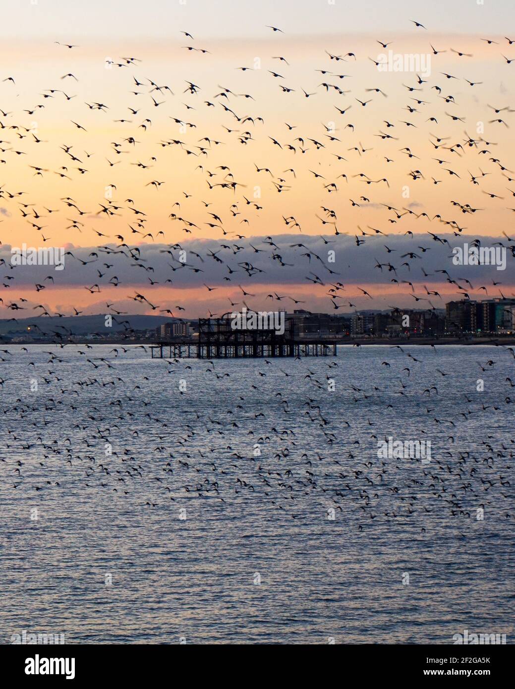 Brighton starling bird murmuration, view from pier, skeleton pier ...