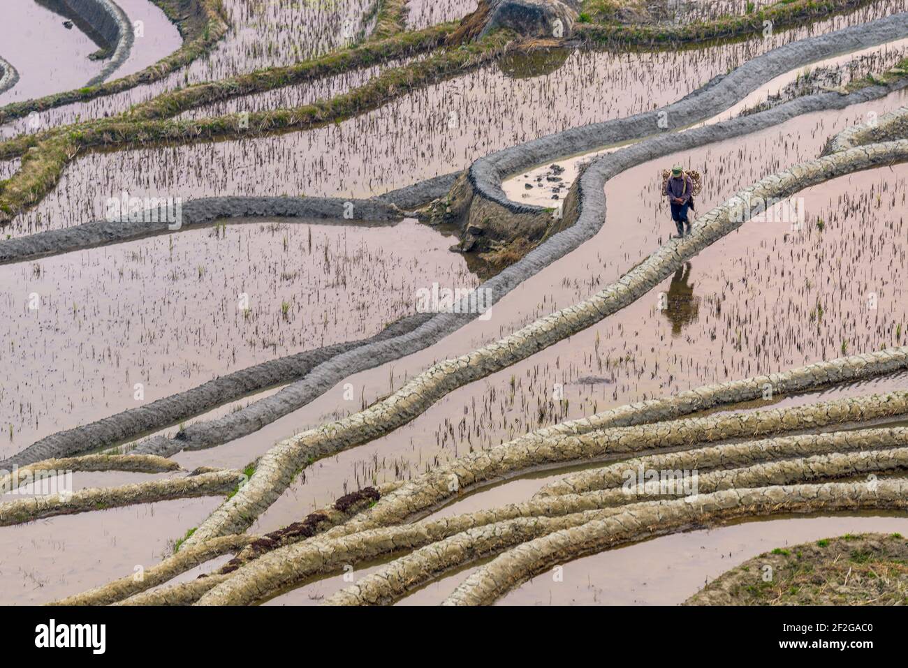 China Agriculture Rice People High Resolution Stock Photography and ...