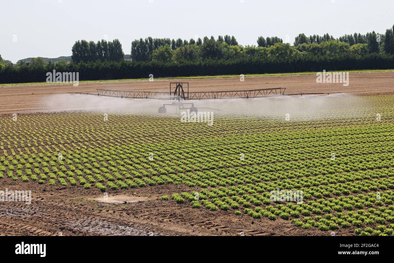 automatic irrigation system of a cultivated field with green shoots ...