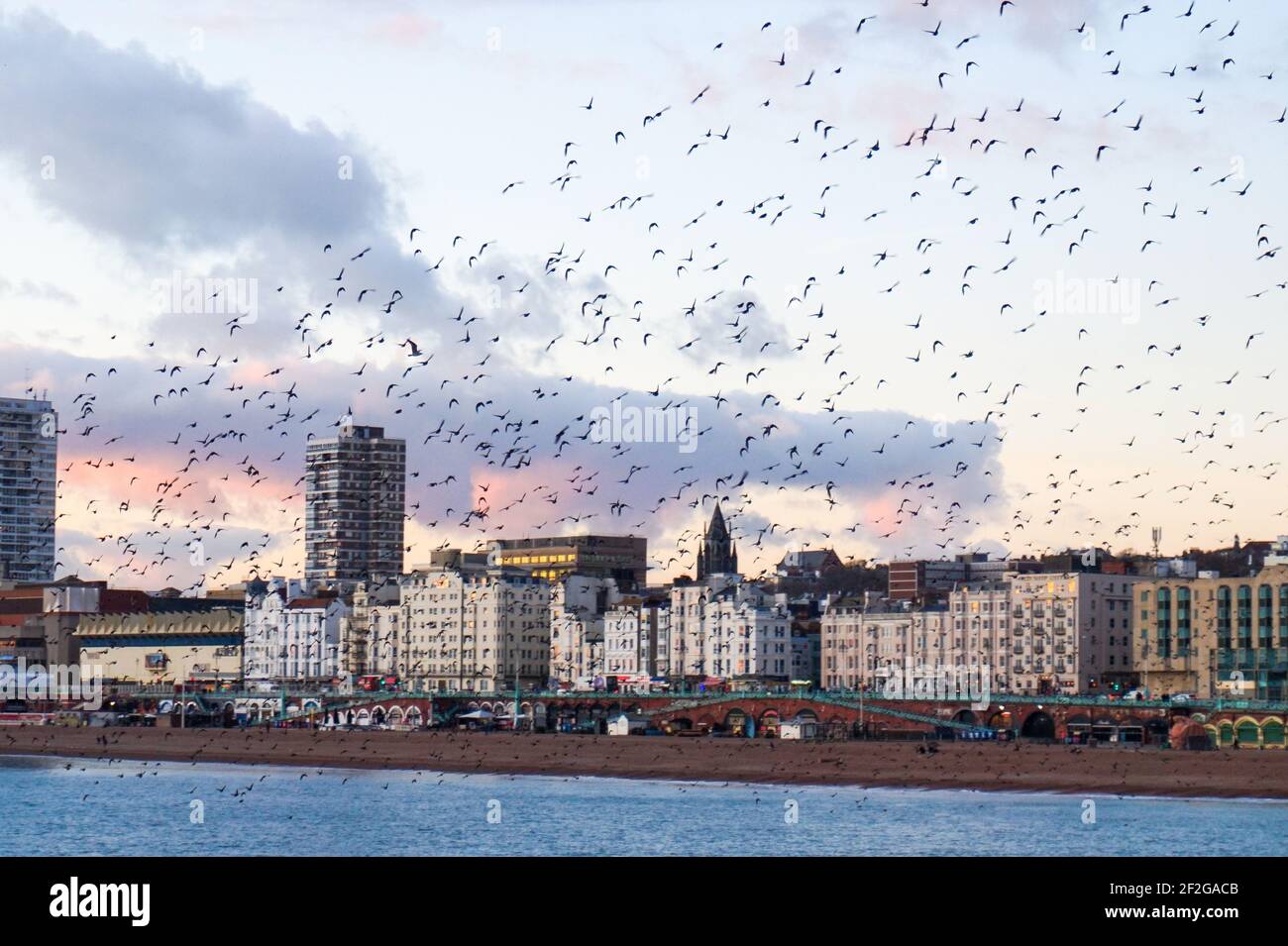 Brighton starling bird murmuration, view from pier, winter sunset ...