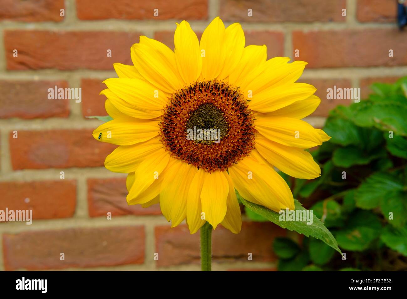 Giant sunflower head hi-res stock photography and images - Alamy