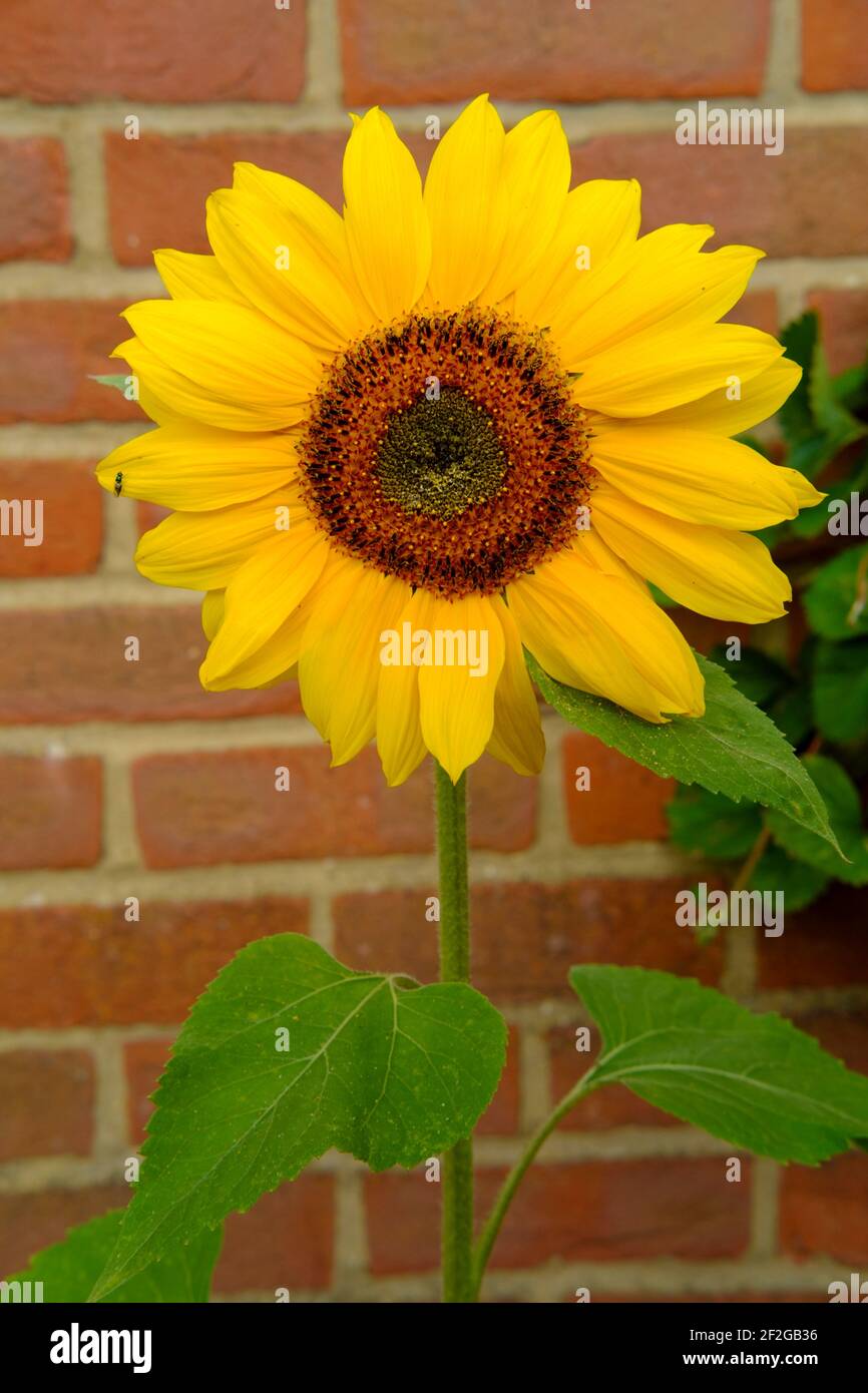 Giant head plant sunflower hi-res stock photography and images - Alamy