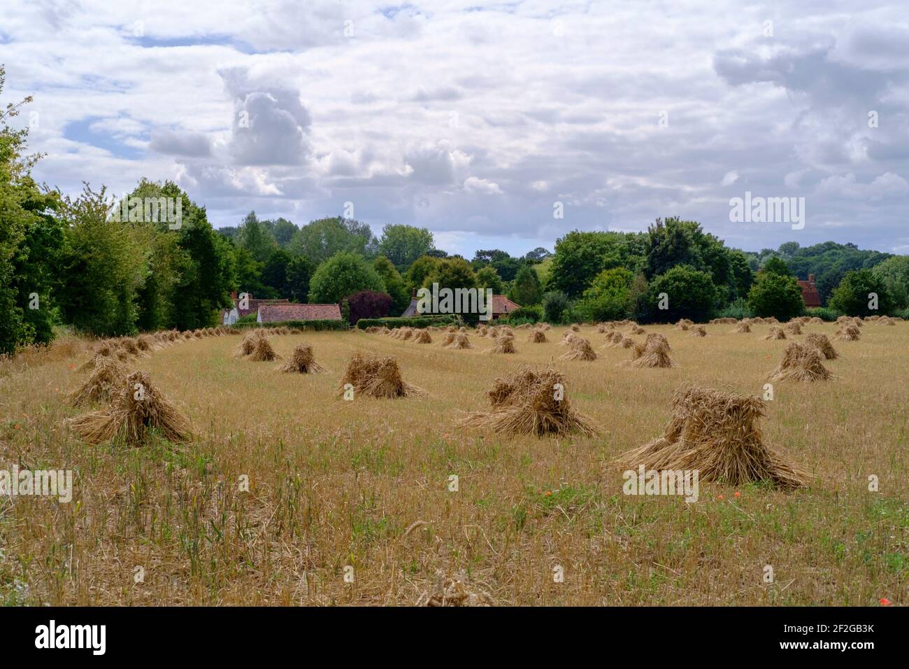 English Corn Field Stock Photo - Alamy