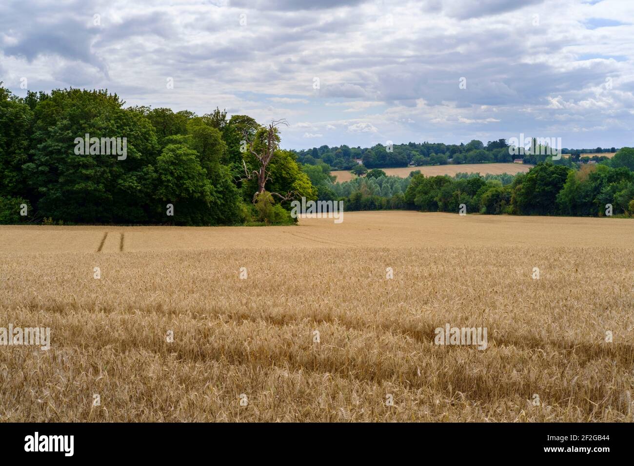 Harvest corn dolly’ hi-res stock photography and images - Alamy