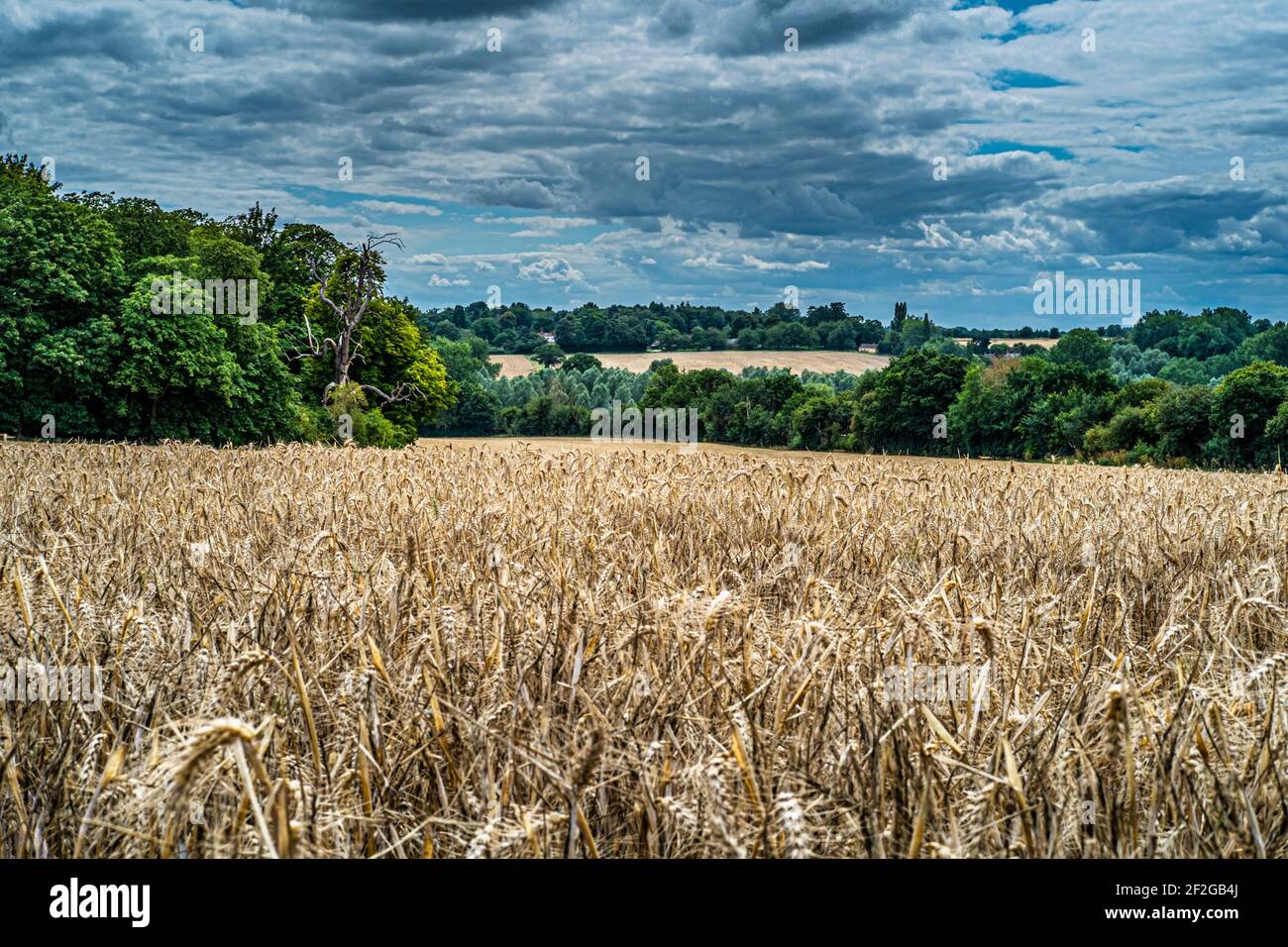 Harvest corn dolly’ hi-res stock photography and images - Alamy