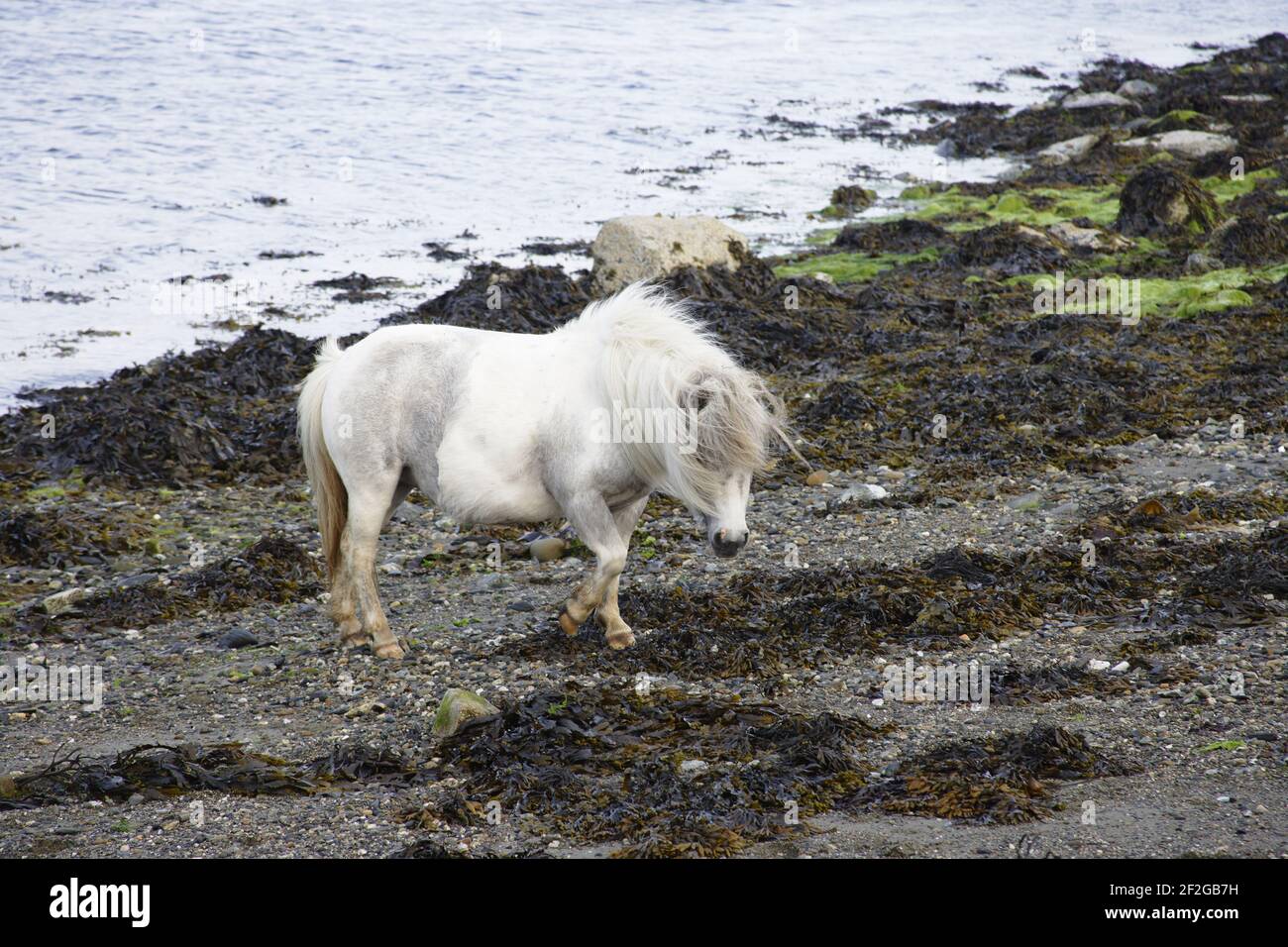 Shetland ponies scotland hi-res stock photography and images - Alamy