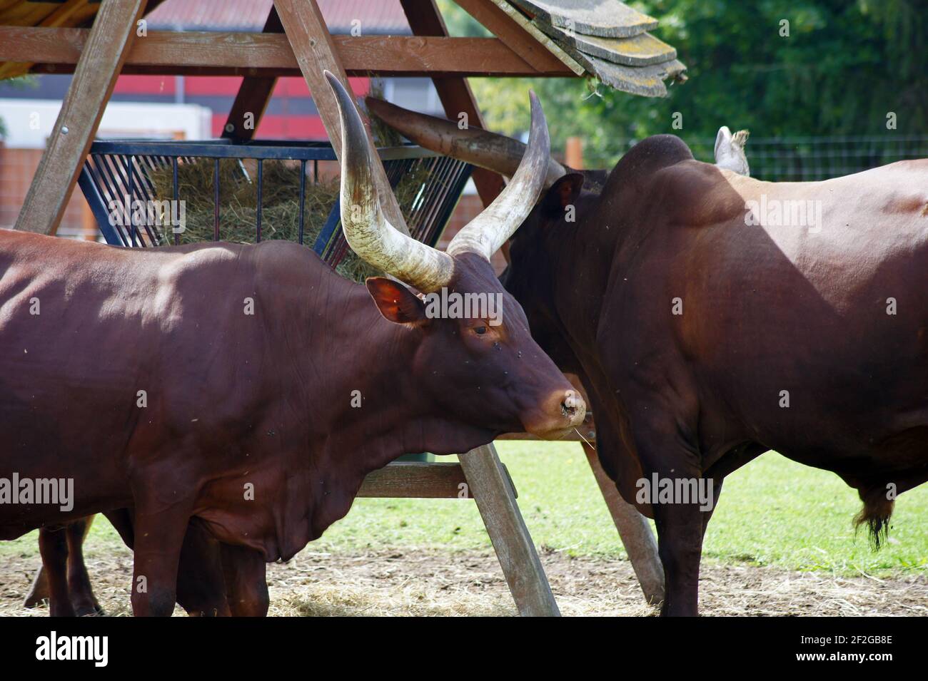 Sanga cow hi-res stock photography and images - Alamy