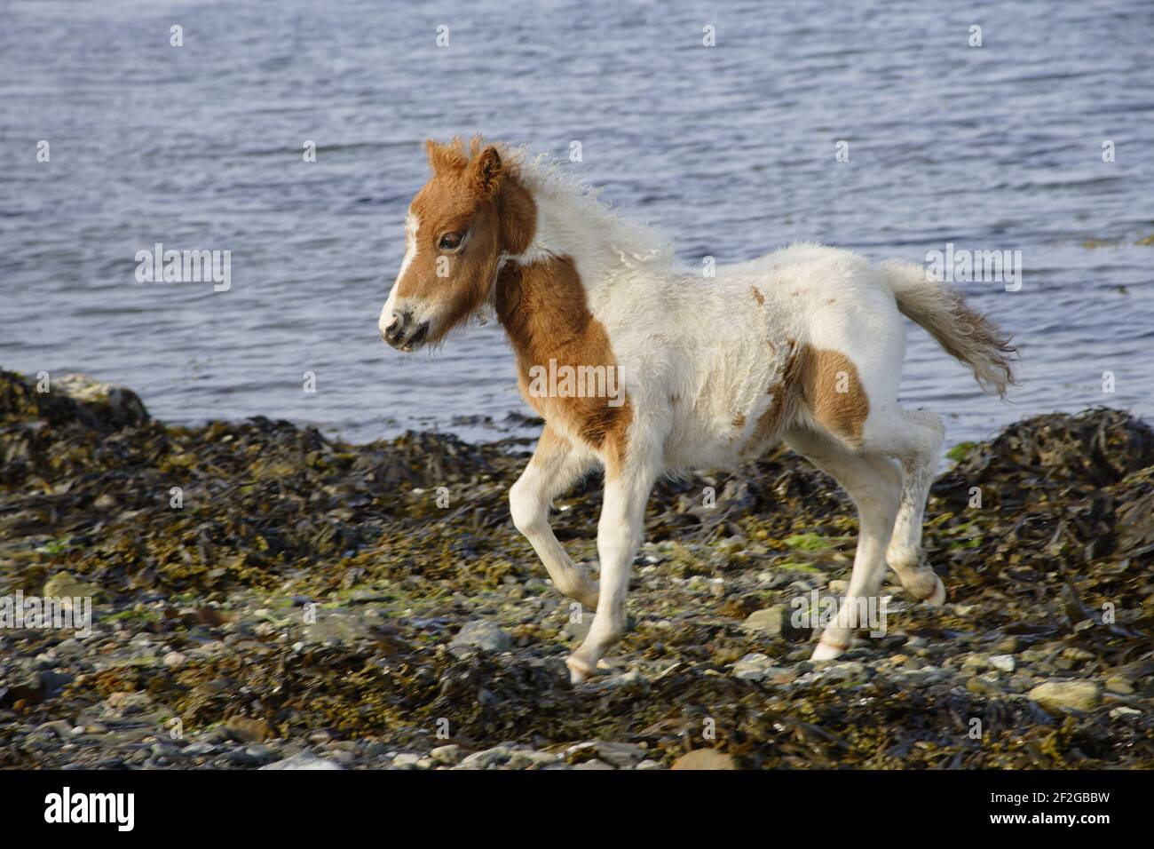 Shetlands hi-res stock photography and images - Alamy