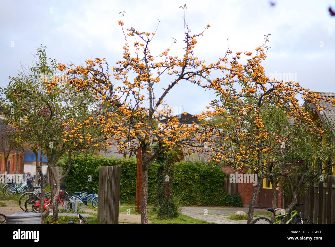 A tall fruit tree growing in a backyard Stock Photo - Alamy