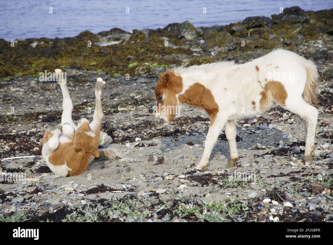 Shetland pony uk hi-res stock photography and images - Alamy