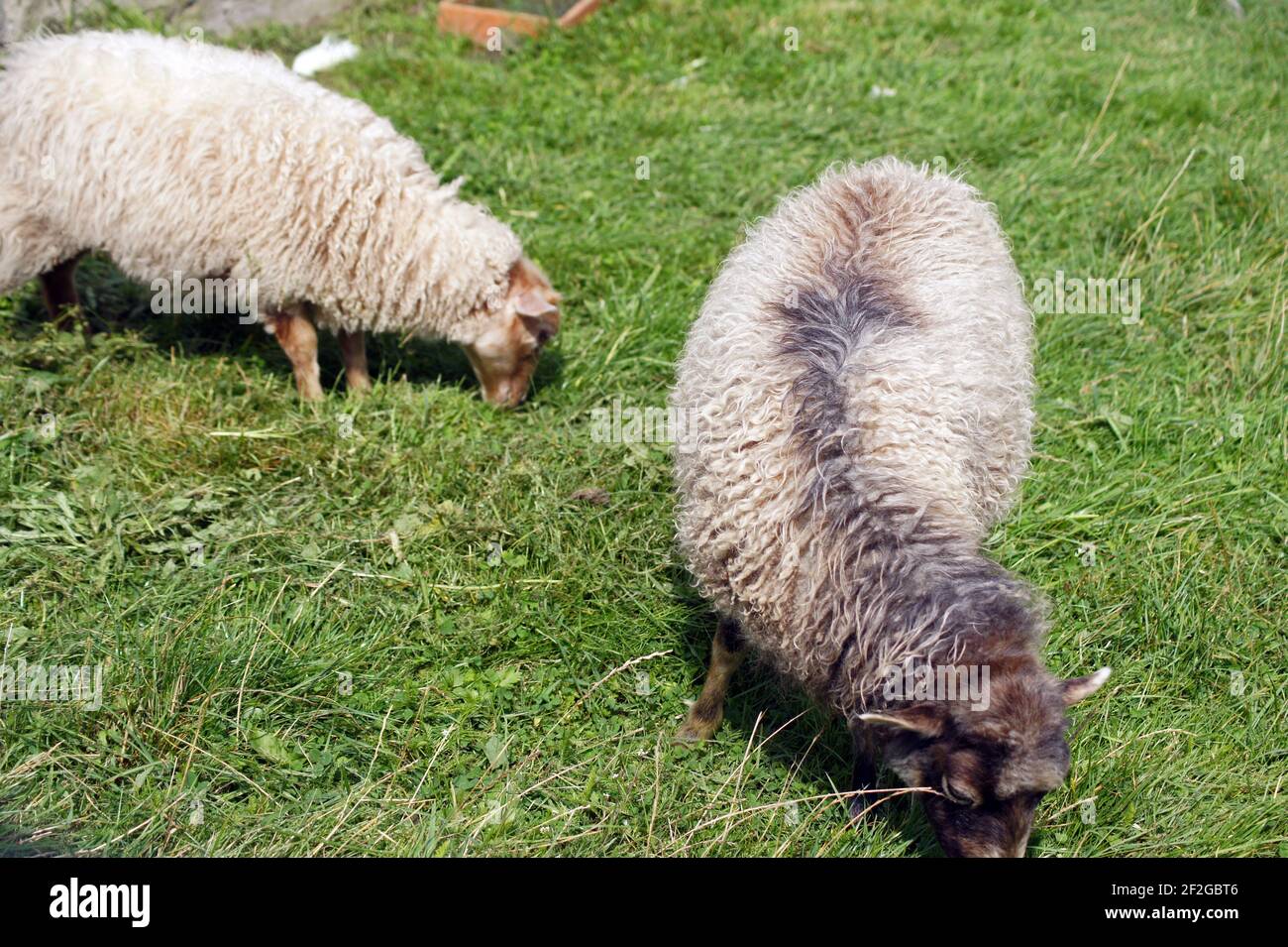 Quessants sheep- the most rare and the smallest breed of sheep in the ...