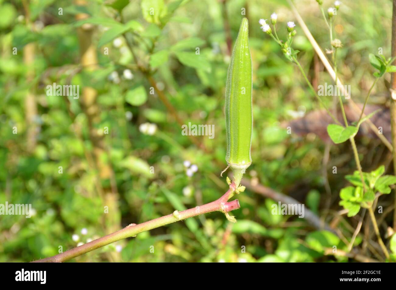 A young green Ladyfinger or okra growing on a plant in a farm field ...