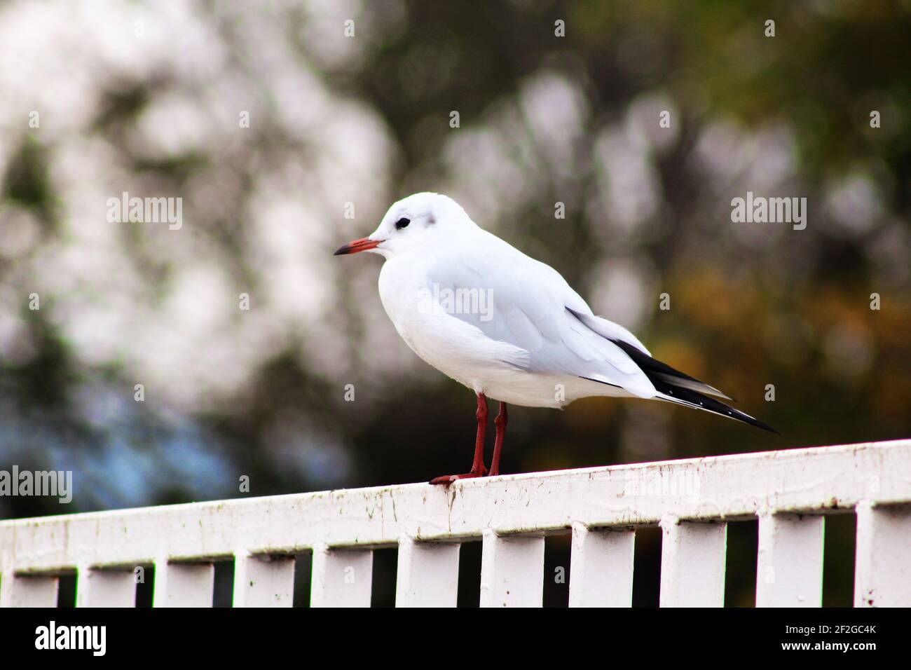 Lonely seagull hi-res stock photography and images - Alamy
