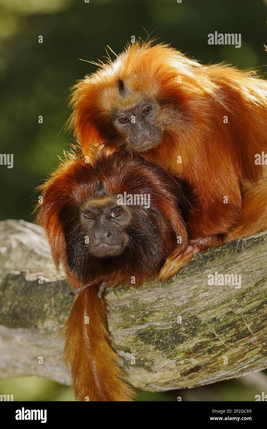 Golden lion tamarin monkey hi-res stock photography and images - Alamy