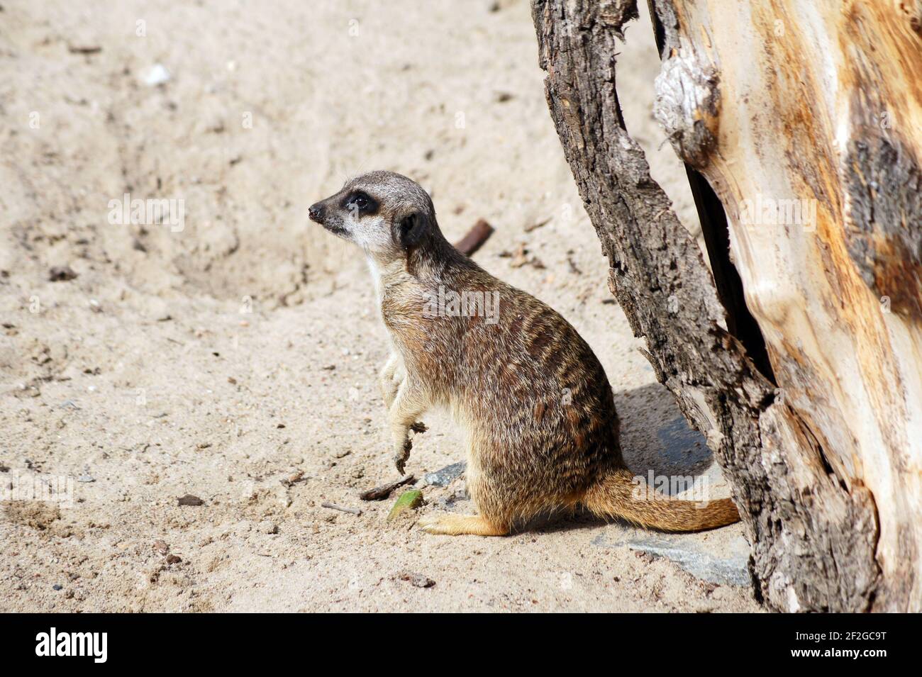 Suricata silhouette hi-res stock photography and images - Alamy