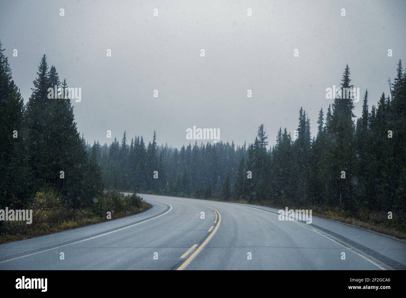 Road trip on highway with blizzard in coniferous forest at Banff ...