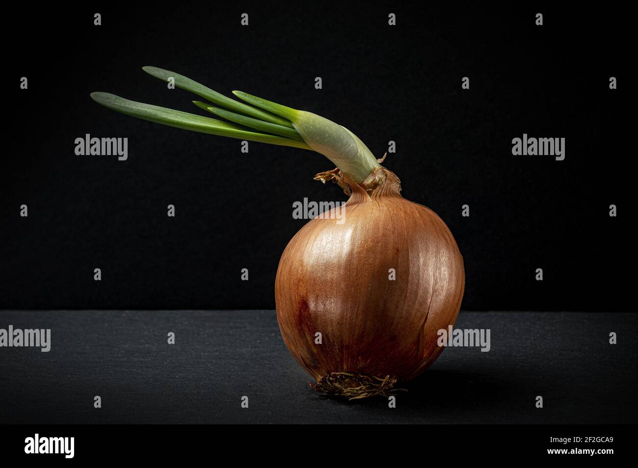 A shot of the whole bulb red onion with a fresh green sprout on the ...