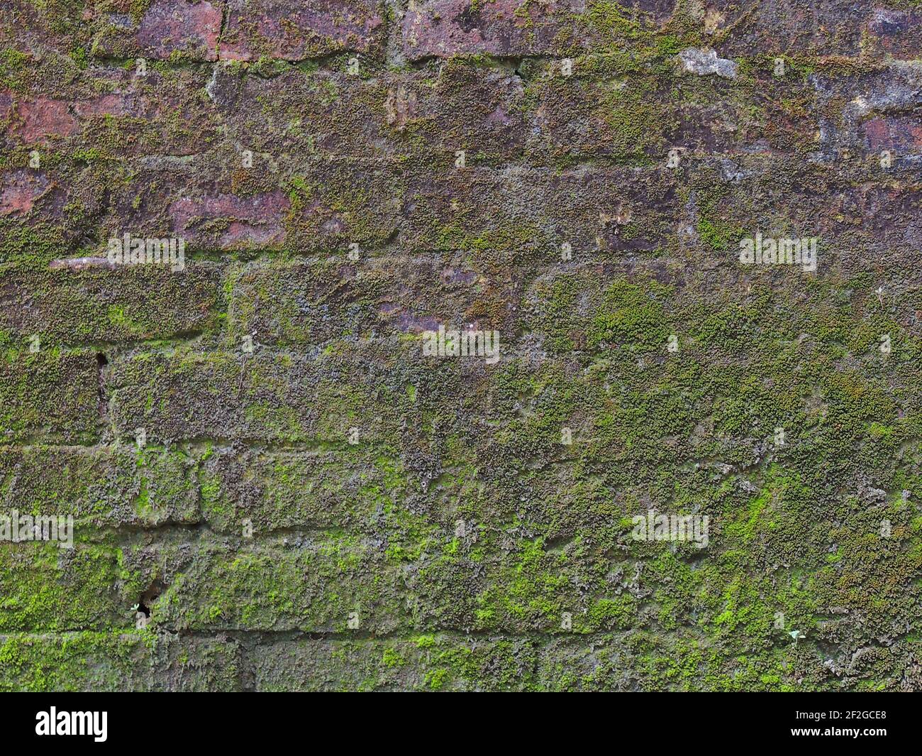 An old stone wall covered with moss Stock Photo - Alamy