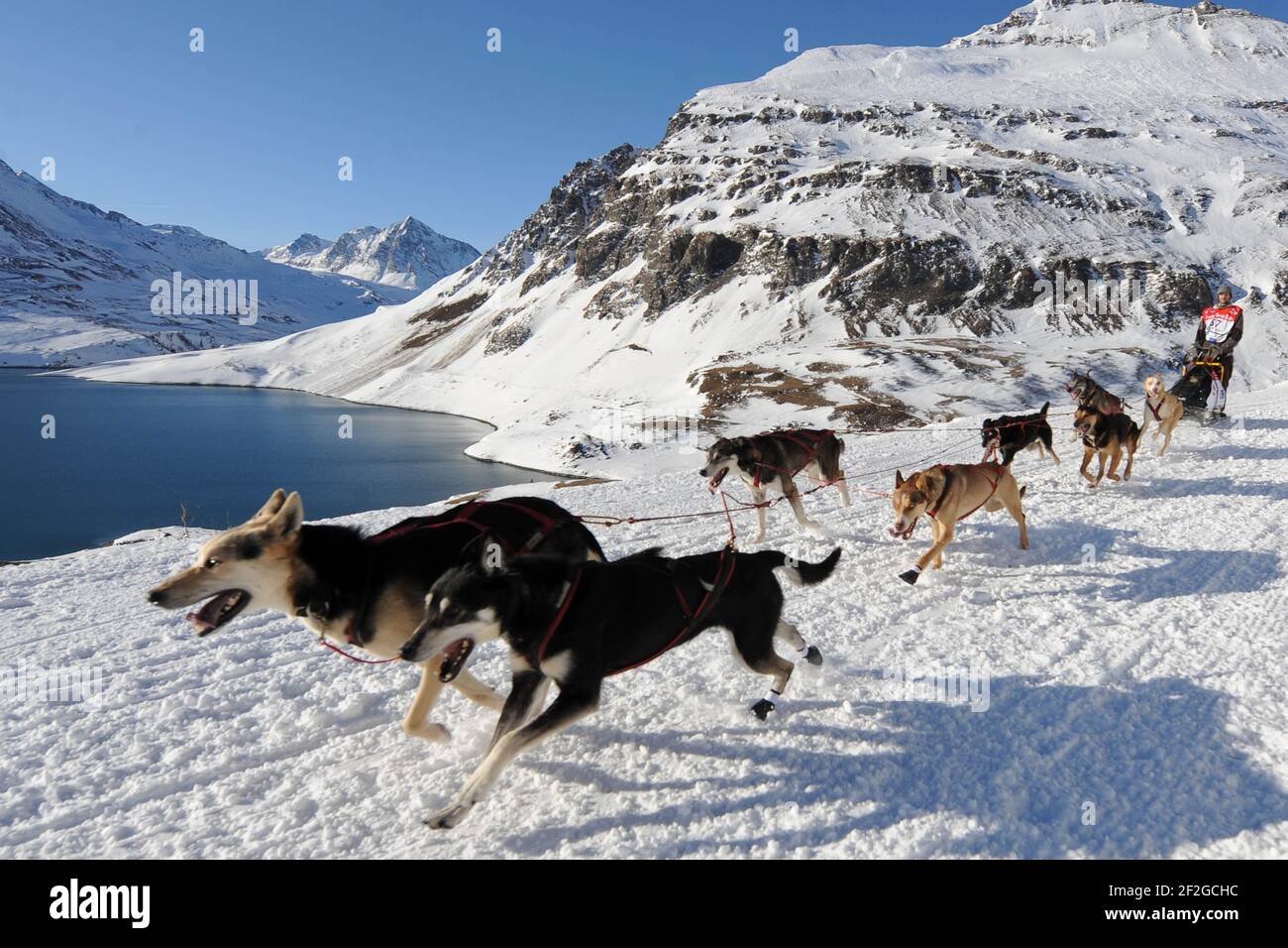 Pato grande hi-res stock photography and images - Alamy