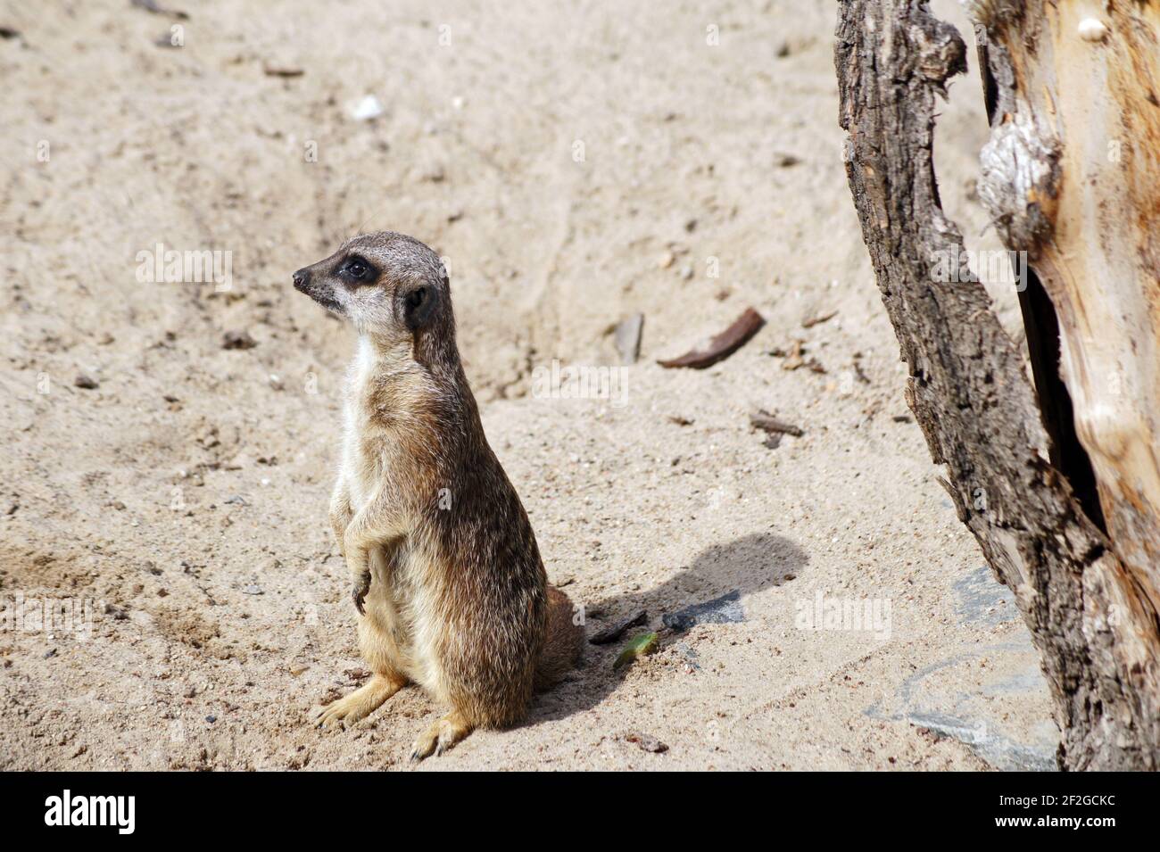 Suricata suricattas hi-res stock photography and images - Alamy