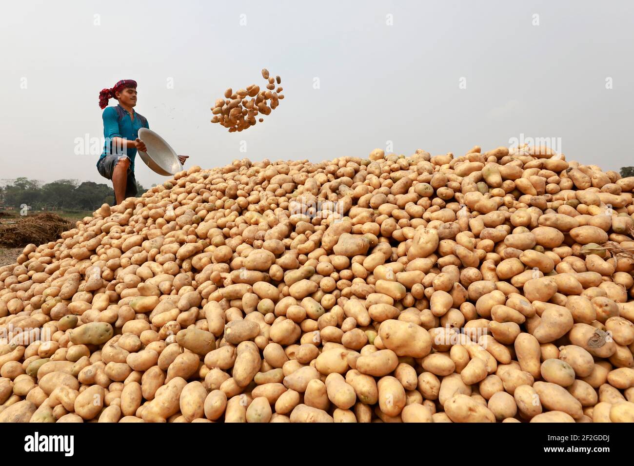 Munshiganj, Bangladesh - March 12, 2021: A group of farmer harvesting ...