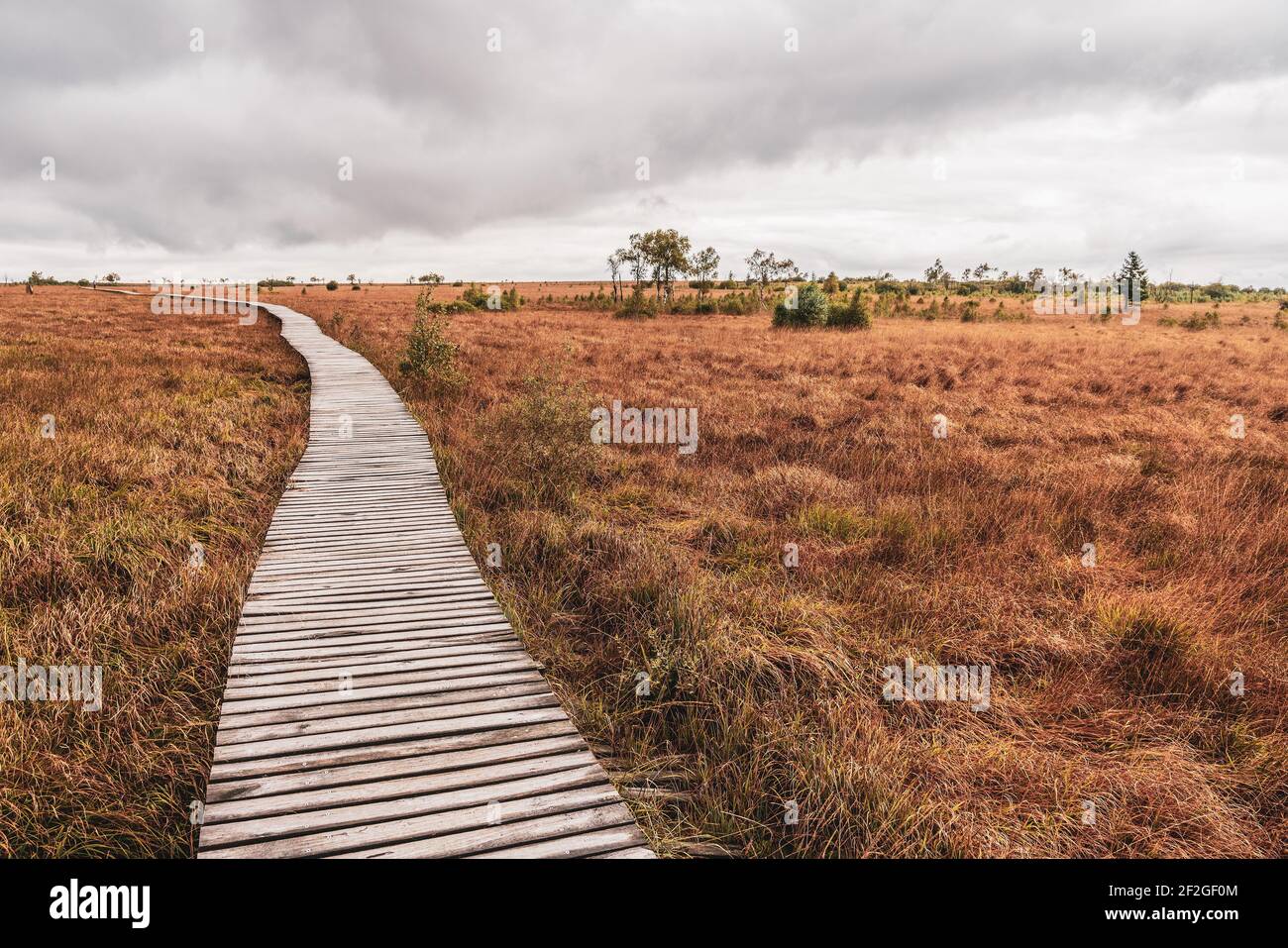Landscape in the High Fens Nature Park in the Eifel, Belgium Stock ...