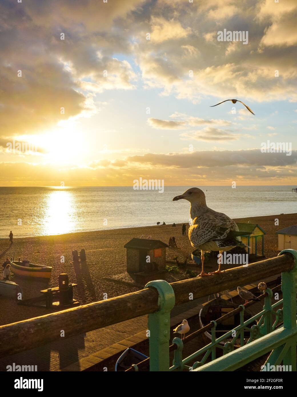 seagulls sea birds watching sunset, Brighton beach, hove east sussex ...