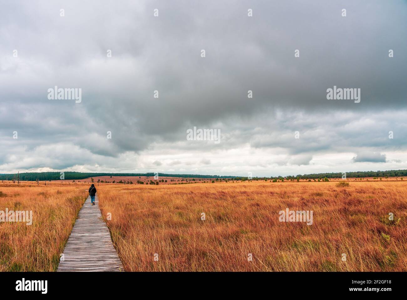 Landscape in the High Fens Nature Park in the Eifel, Belgium. Hike in ...