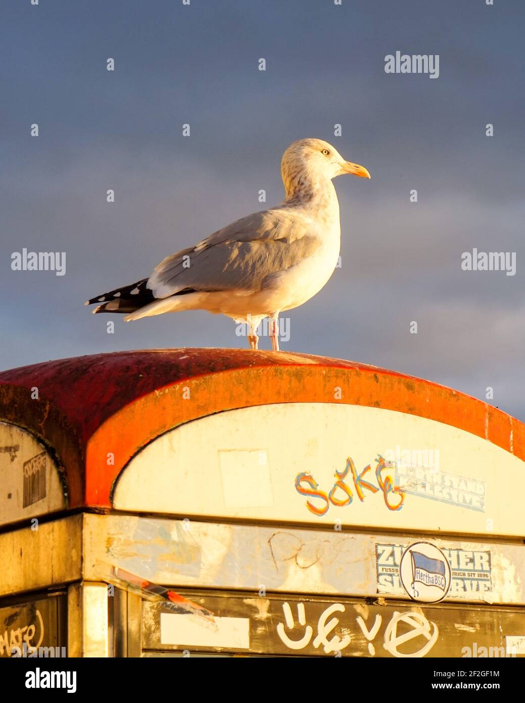 seagulls sea birds watching sunset, Brighton beach, hove east sussex ...