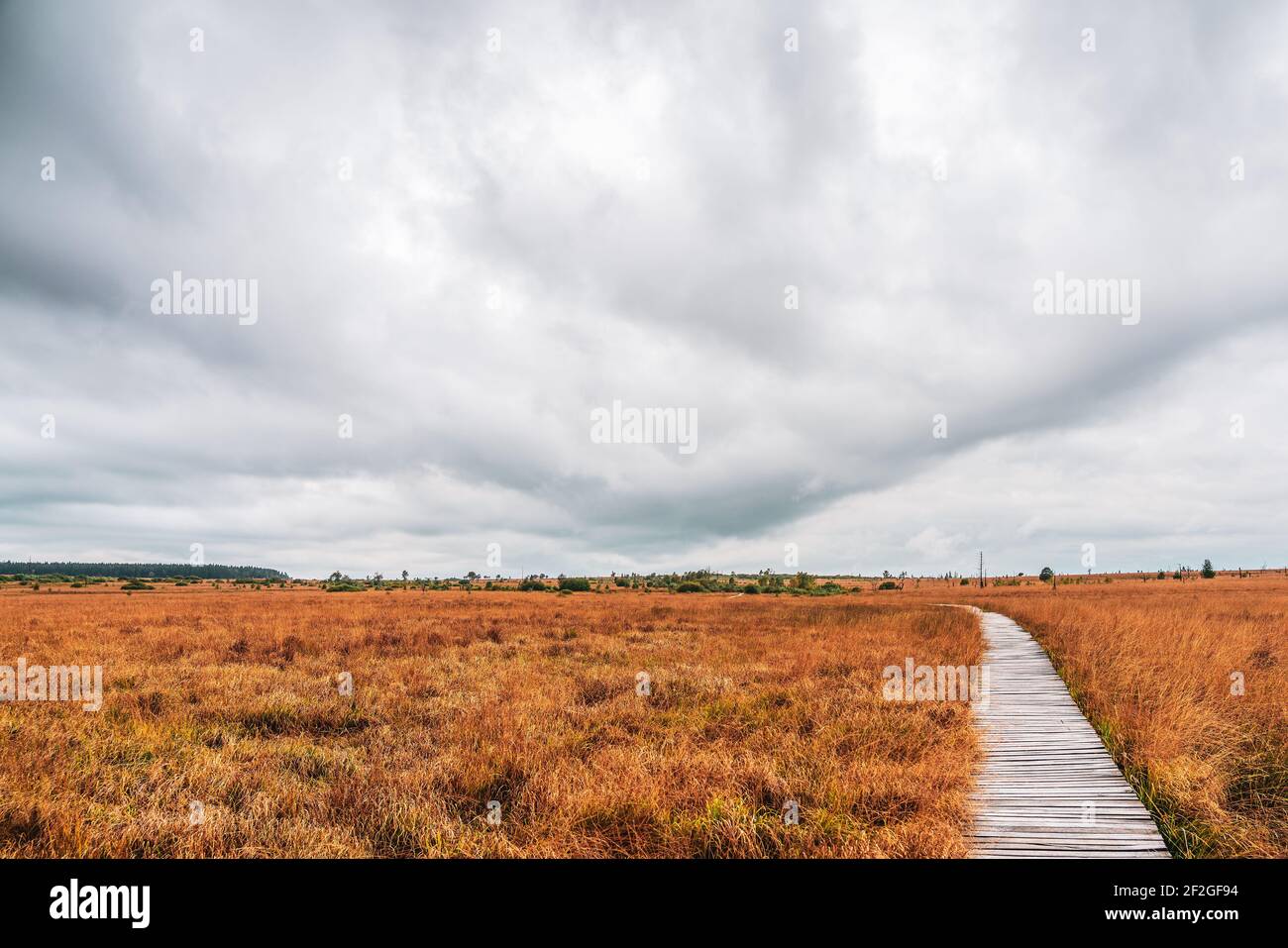 Landscape in the High Fens Nature Park in the Eifel, Belgium Stock ...