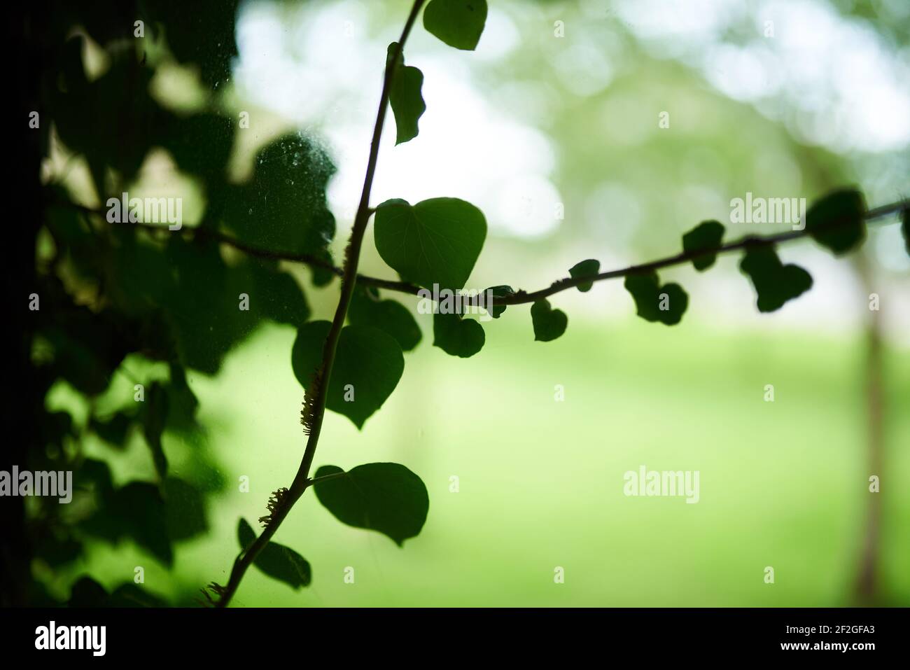 Tree branch closeup hi-res stock photography and images - Alamy