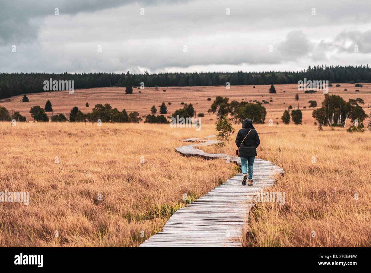 Landscape in the High Fens Nature Park in the Eifel, Belgium. Hike in ...