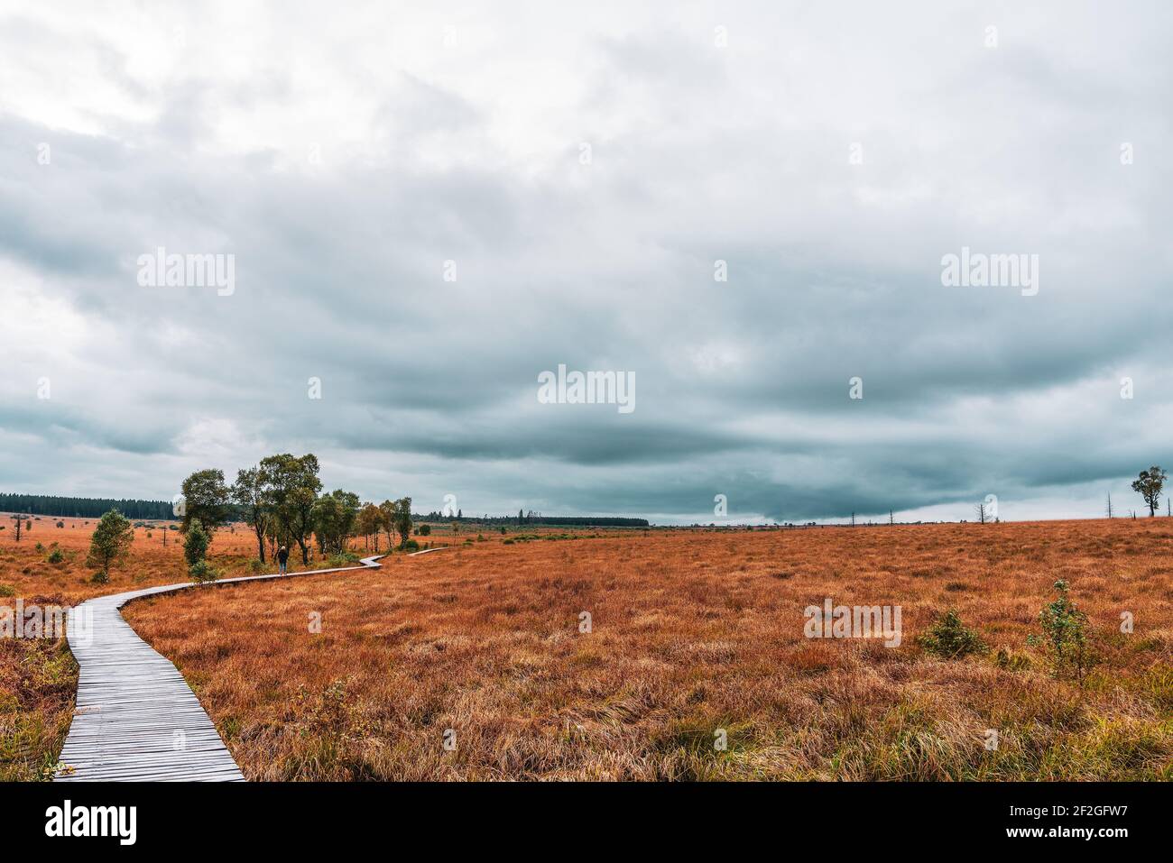 Landscape in the High Fens Nature Park in the Eifel, Belgium. Hike in ...