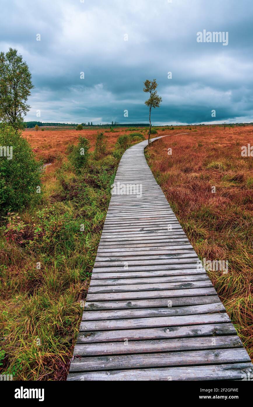 Landscape in the High Fens Nature Park in the Eifel, Belgium Stock ...