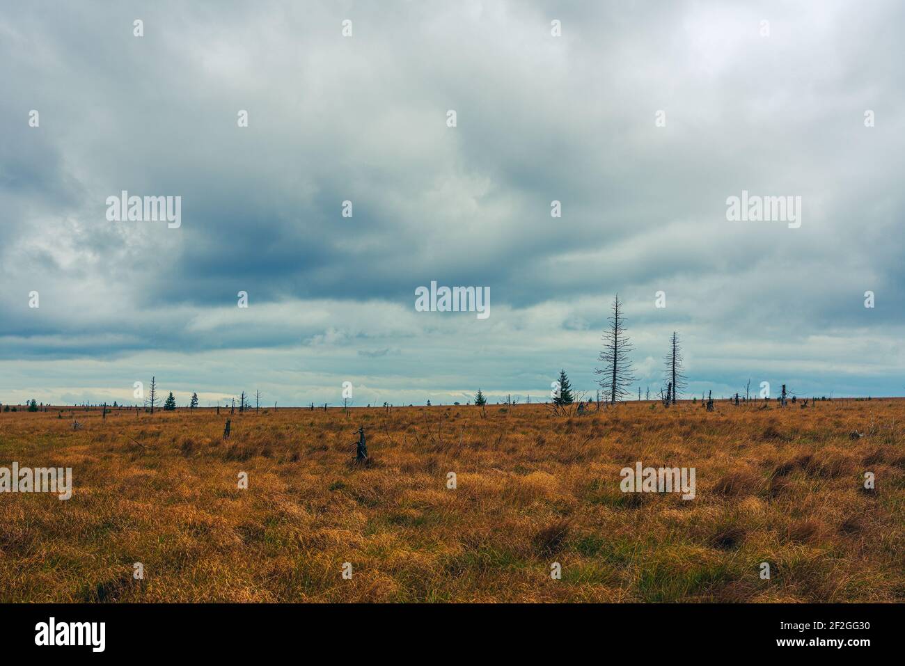 Landscape in the High Fens Nature Park in the Eifel, Belgium Stock ...