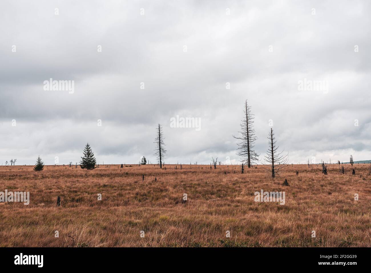 Landscape in the High Fens Nature Park in the Eifel, Belgium Stock ...