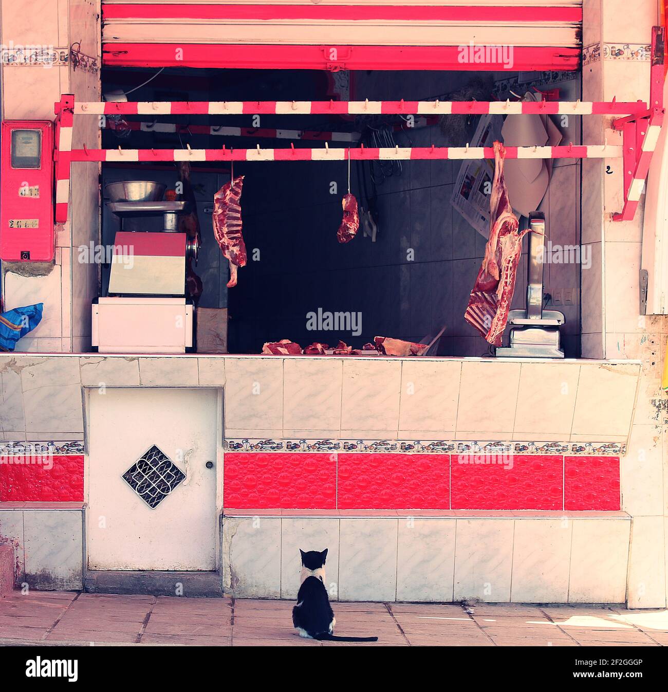 Hungry cat hi-res stock photography and images - Alamy