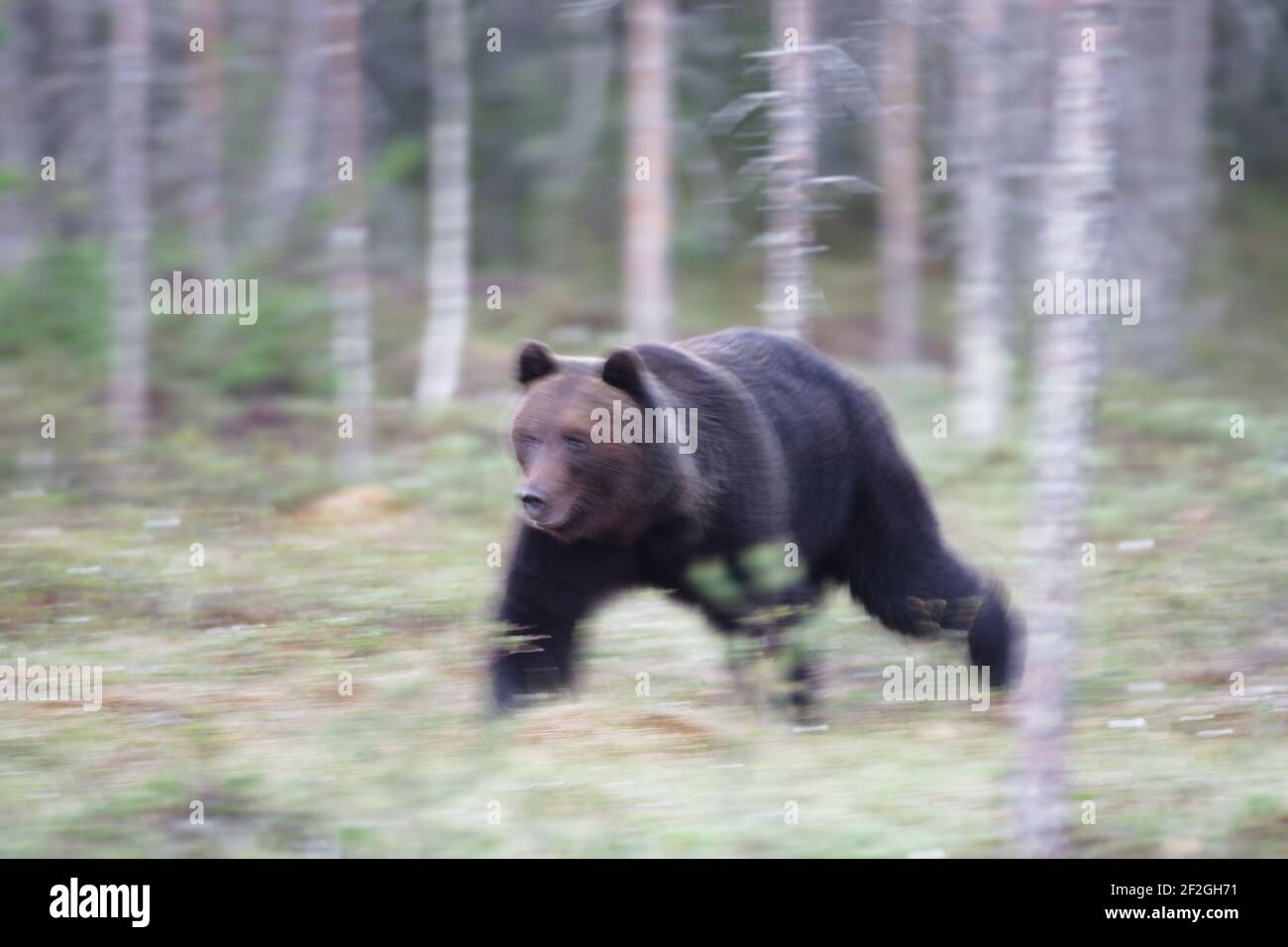 Brown bear running hi-res stock photography and images - Alamy