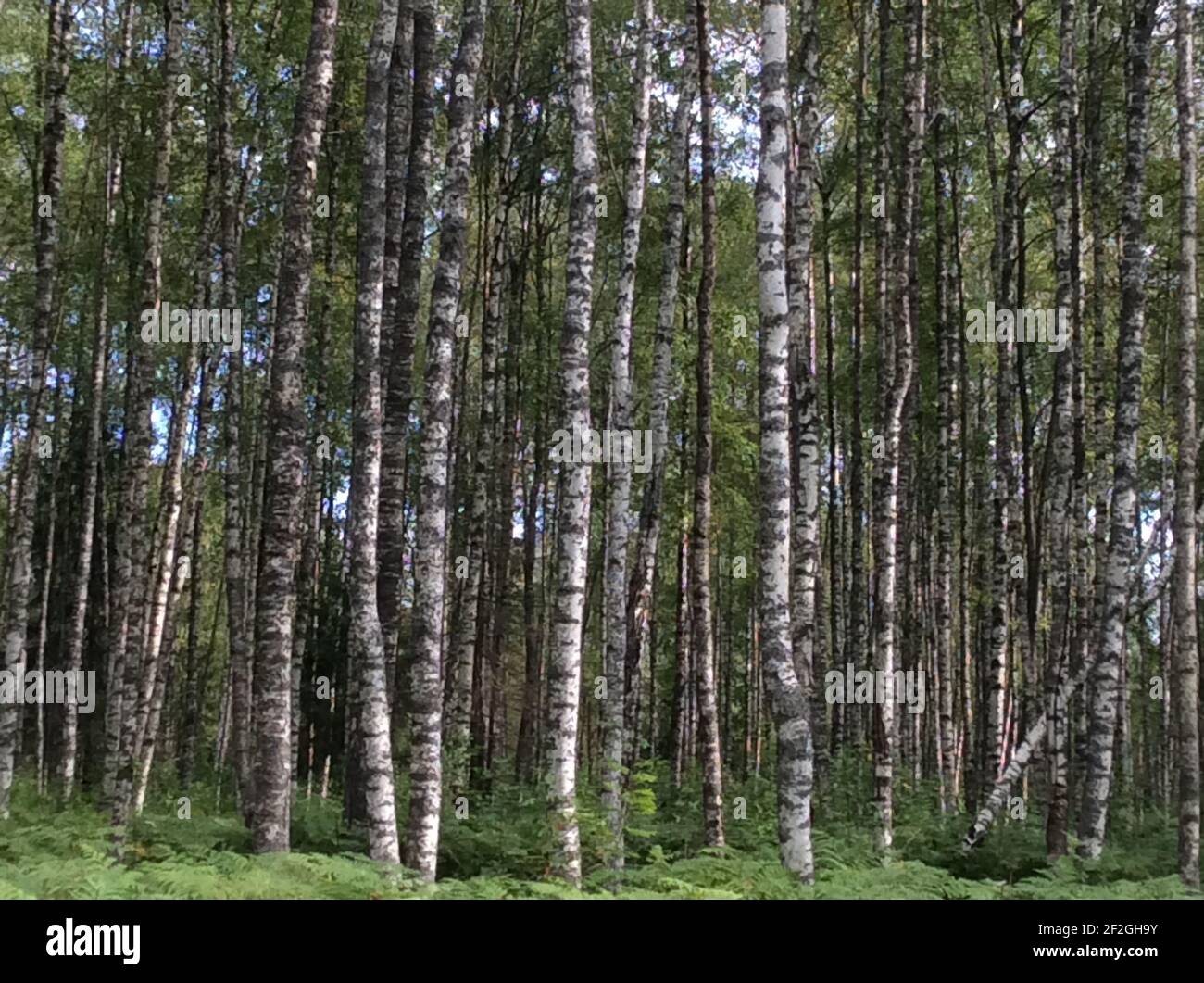 Ghostly birch trees create a spooky atmosphere of hidden monsters and ...
